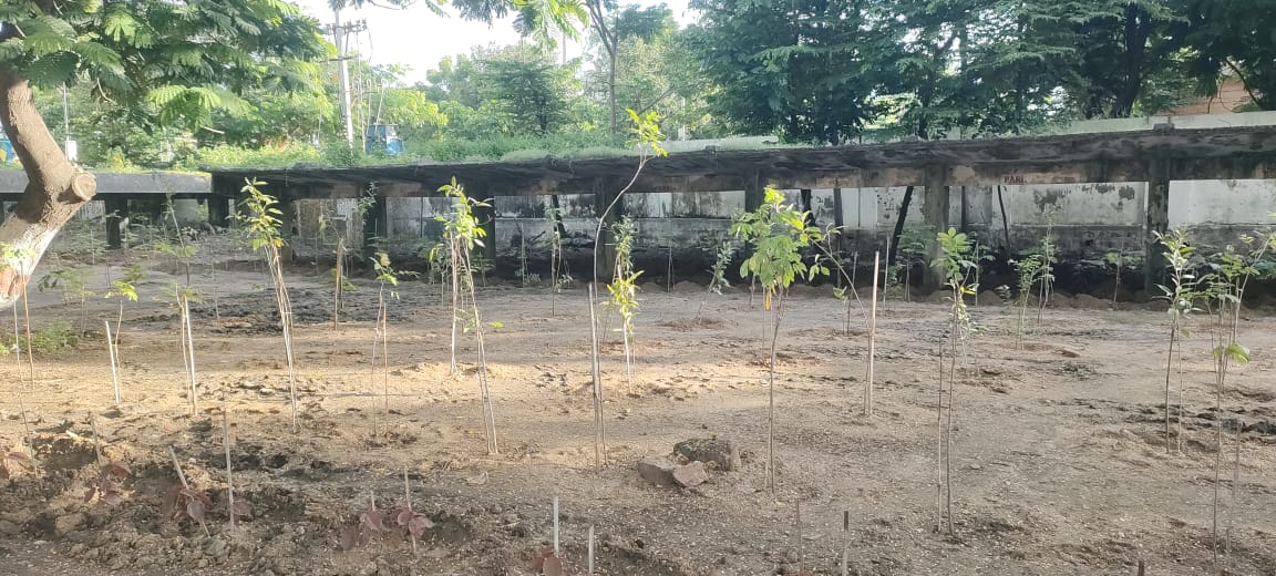 MCK officials encroach Collectorate and takes up plantation denying ...