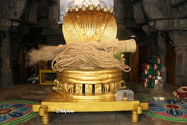 Darbha (long grass) stands as a symbol of purity and auspiciousness ...