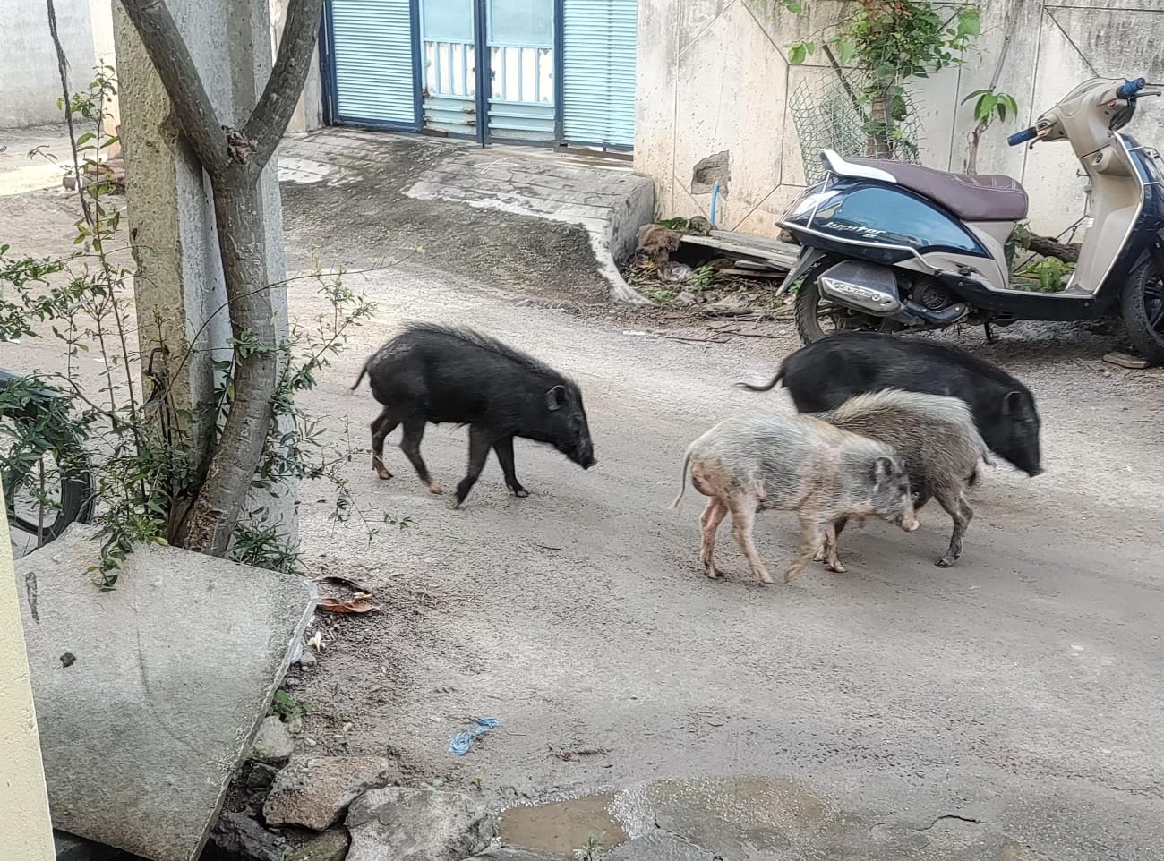 Stray Dog, cattle and pig menace continue in Karimnagar town, but MCK ...